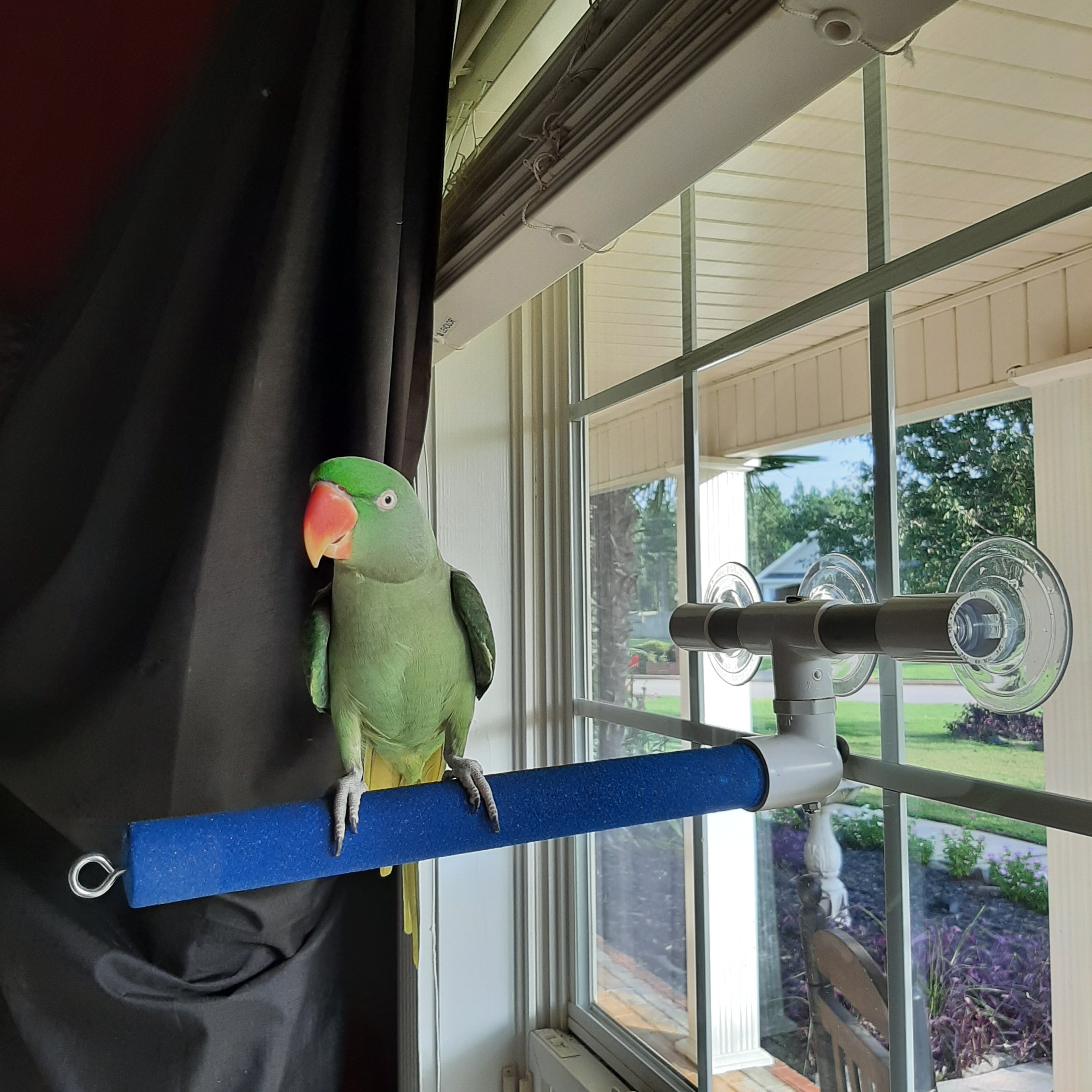 Window/Shower Perches – Polly's Pet Products, Inc.