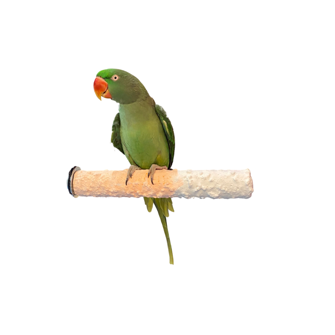 Perches ~Edible & Nutritious! – Polly's Pet Products, Inc.